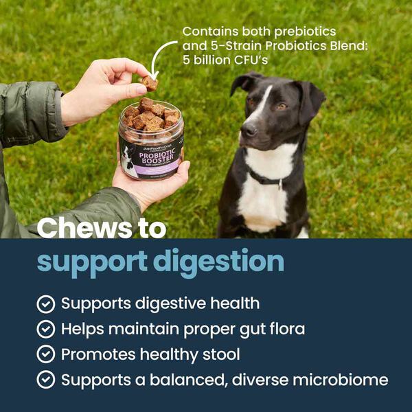 Probiotic Chews for Dogs (45 Soft Chews) | JustFoodForDogs