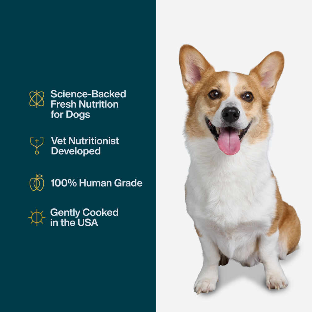 Pantry Fresh Variety Pack - Beef and Chicken (Pack of 6) | JustFoodForDogs