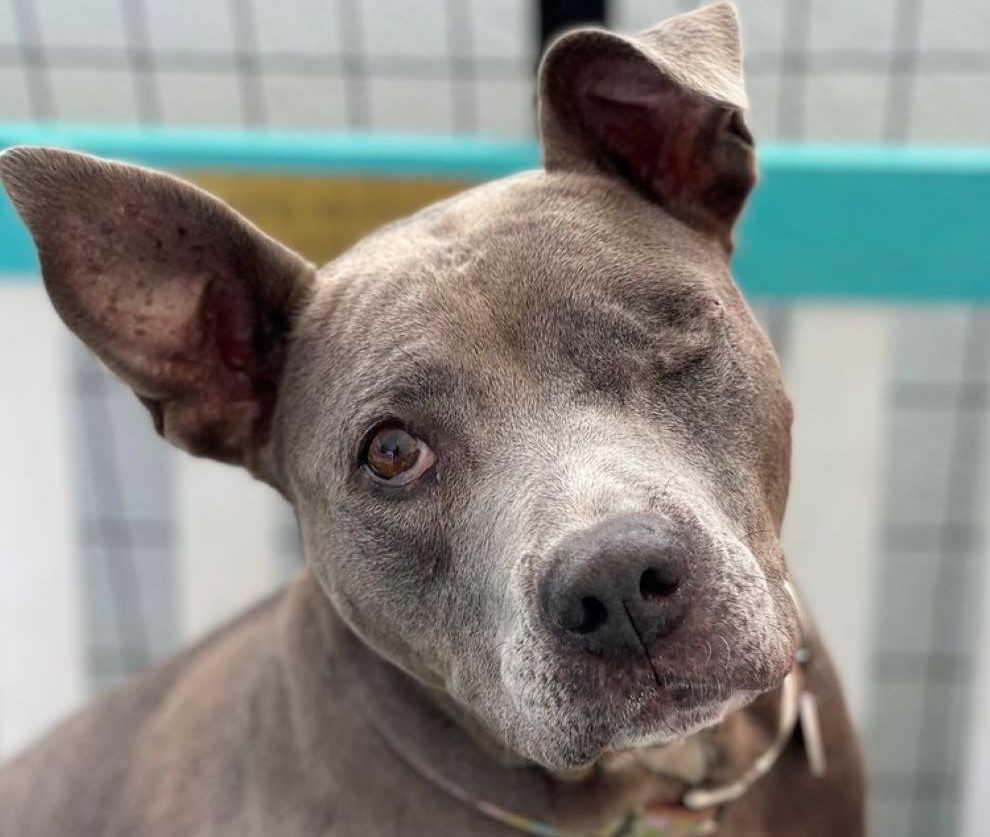 Adopt a Rescue Dog | JustFoodForDogs