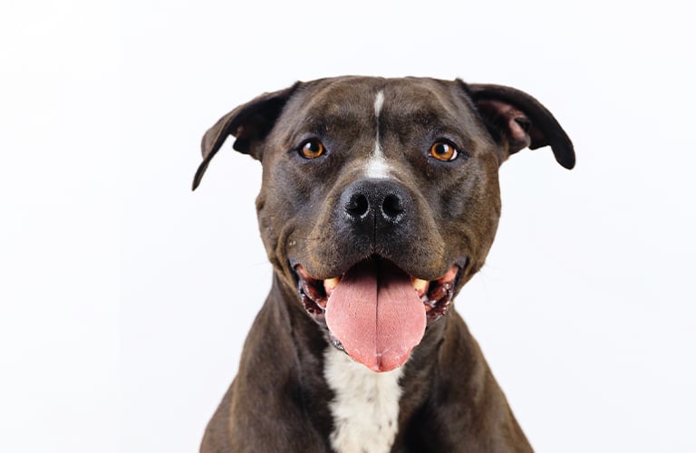 Daily Meals for Adult Dogs | JustFoodForDogs | JustFoodForDogs