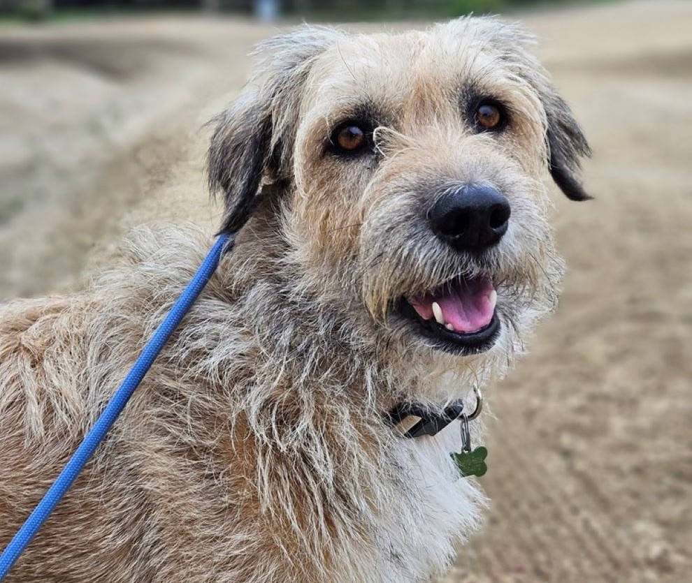 Adopt a Dog | JustFoodForDogs