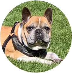JustFoodForDogs | Fresh Dog Food, Proven Healthy