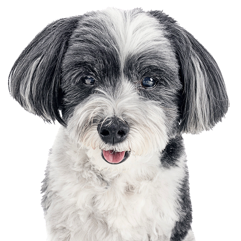Omega Oil for Dogs with Algae (8 oz) | JustFoodForDogs